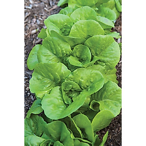Burpee Burpee Bibb Lettuce Seeds 2500 seeds