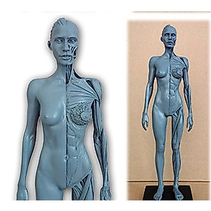 BONEW 27CM Height Female Anatomical Anatomy Skull Head Body Muscle Bone Model US Stock
