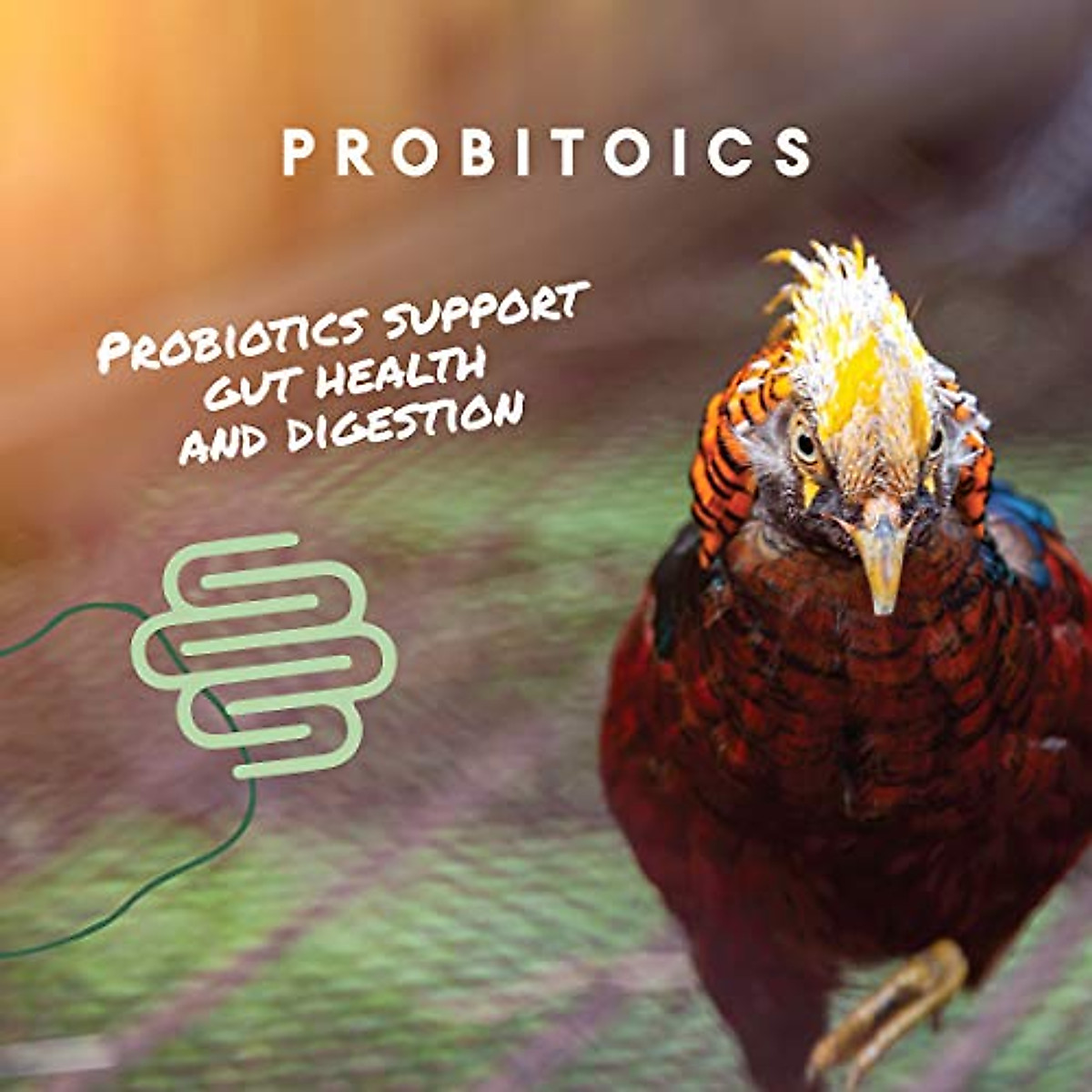 Manna Pro All Flock Crumbles | 16% Protein Level | Complete Feed for Chickens, Ducks, Geese, Turkeys and Gamebirds | Probiotics to Support Digestion | Crumbled Form for Easy Feeding | 25 Pounds