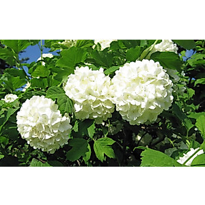 Old Fashion Snowball Viburnum Plant in Pot, White Flower Plant for Garden (6-10 '' Tall) No Ship CA