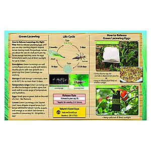 Green Lacewing 1000 Eggs - Good Bugs - Aphid Exterminator by The Future