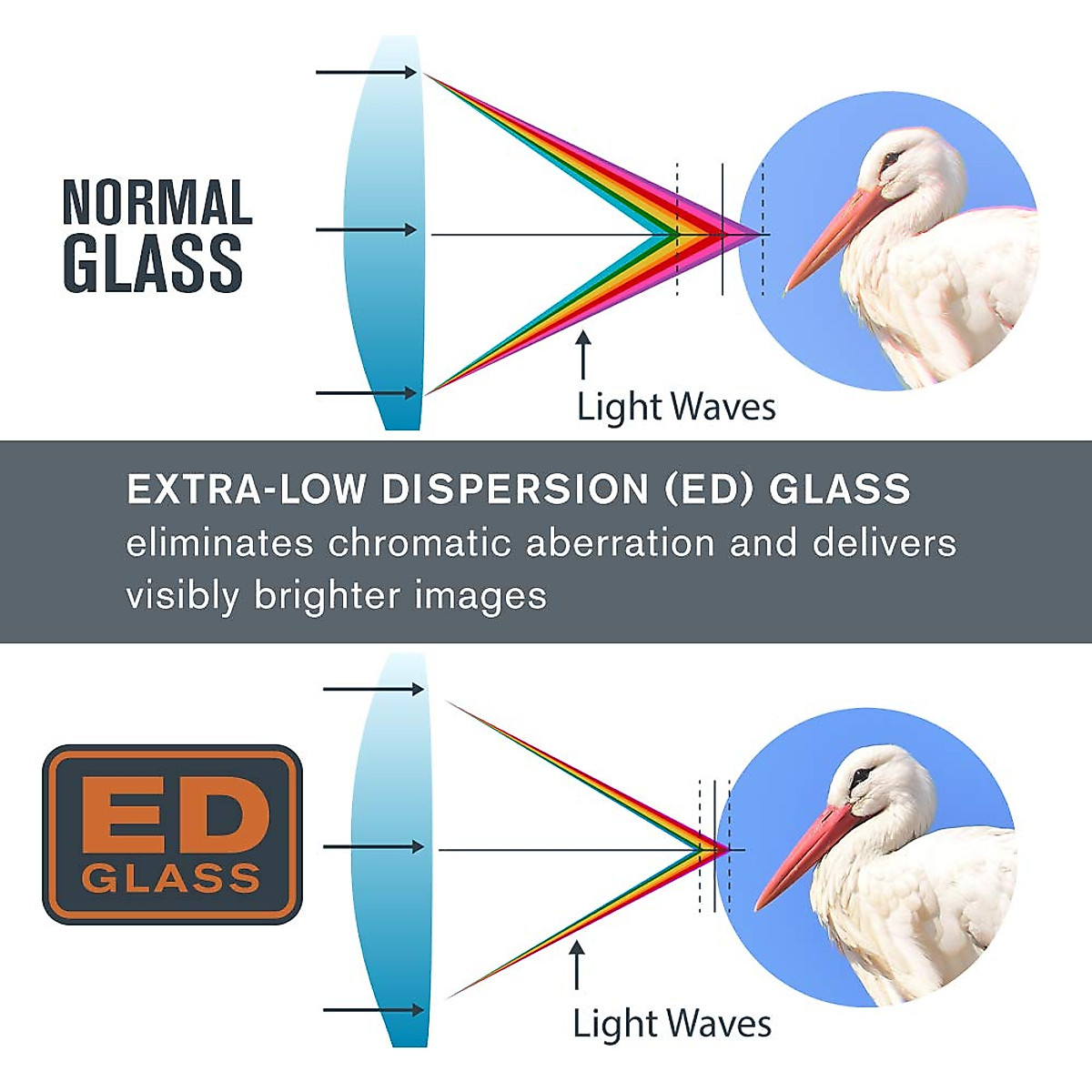 Celestron – Regal ED 10x42 Binocular – ED Binoculars for Hunting, Birding and Outdoor Actvities – Phase and Dielectric Coated BaK-4 Prisms – Fully Multi-Coated Optics – 6.5 Feet Close Focus