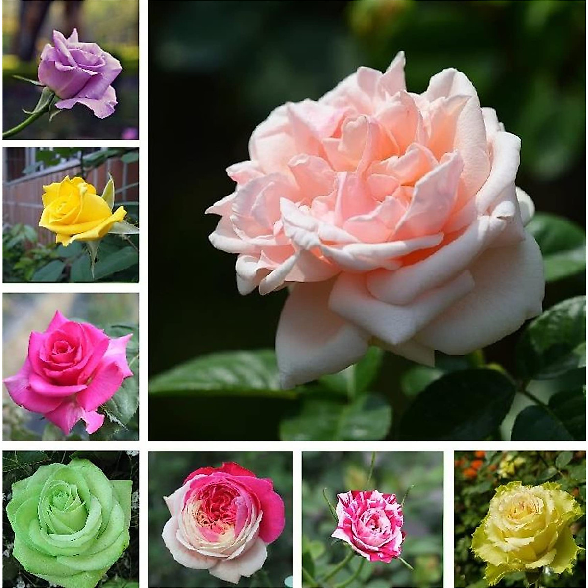 zcbang Rare Varieties Colorful Rose Seeds 100Pcs Mixed Color Rose Flower