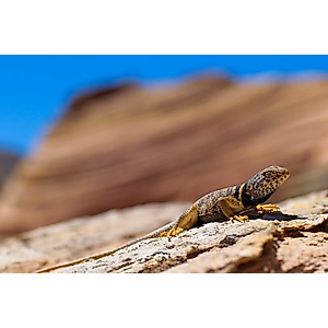 Sigma SD15 14MP X3 FOVEON CMOS Digital SLR with 3.0 inch LCD