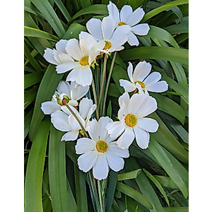 Ooki Cosmos Bush Bundle Artificial Flower Home Living Wedding Baby Bridal Garden Decor Decorations DIY Scrapbook Craft (Blush)