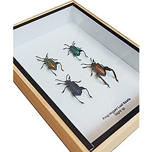 ThaiHonest Real 4 Frog Legged Leaf Beetle Sagra buqueti Insect Taxidermy in Wood Box Display for Collectibles