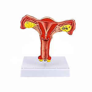 QWORK Human Female Uterus and Ovary Model, Female Genital Organ, Reproductive Organ Model, Uterine Medical Teaching Anatomical Gynecology Uterus and Ovary Model, Human Anatomy Replica