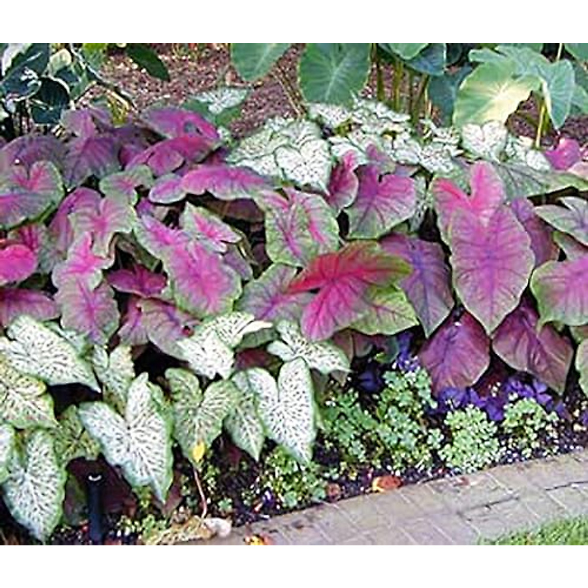 5 Large Caladium Mixed Colors Caladium Bulbs - Bare Root - Zone 9-11