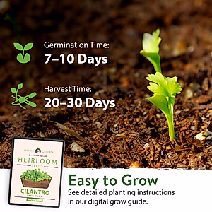 HOME GROWN 500+ Cilantro Seeds for Planting Indoors or Outdoors - Heirloom, Non-GMO Coriander Seeds, Grow Your Own Cilantro Plant - Culinary Herb Seeds for Your Herb Garden
