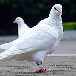 POPETPOP 100PCS Pigeons Foot Rings - Birds Foot Rings Durable Lightweight Birds Opening Foot Rings Number Cuff Rings Identification Rings for Parrot Chicken Pigeons