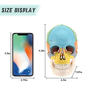 RONTEN Human Skull Anatomical Model, Painted Medical Skull 3-Part Removable Skull Cap and Moving Jaw, Display Model for Medical Student Human Anatomy Teaching and Studying
