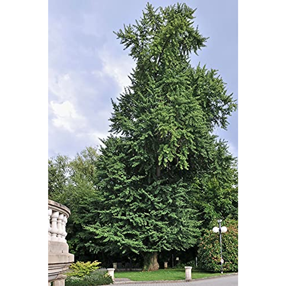 Jurassic Ginkgo | Tree Seed Grow Kit | The Jonsteen Company