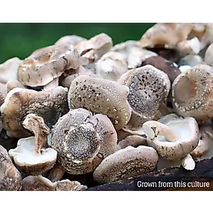 Mushroom Liquid Culture - Shiitake 3782 (Lentinula edodes)
