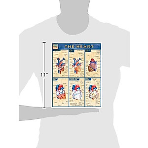 Heart QuickStudy Laminated Reference Guide (QuickStudy Academic)