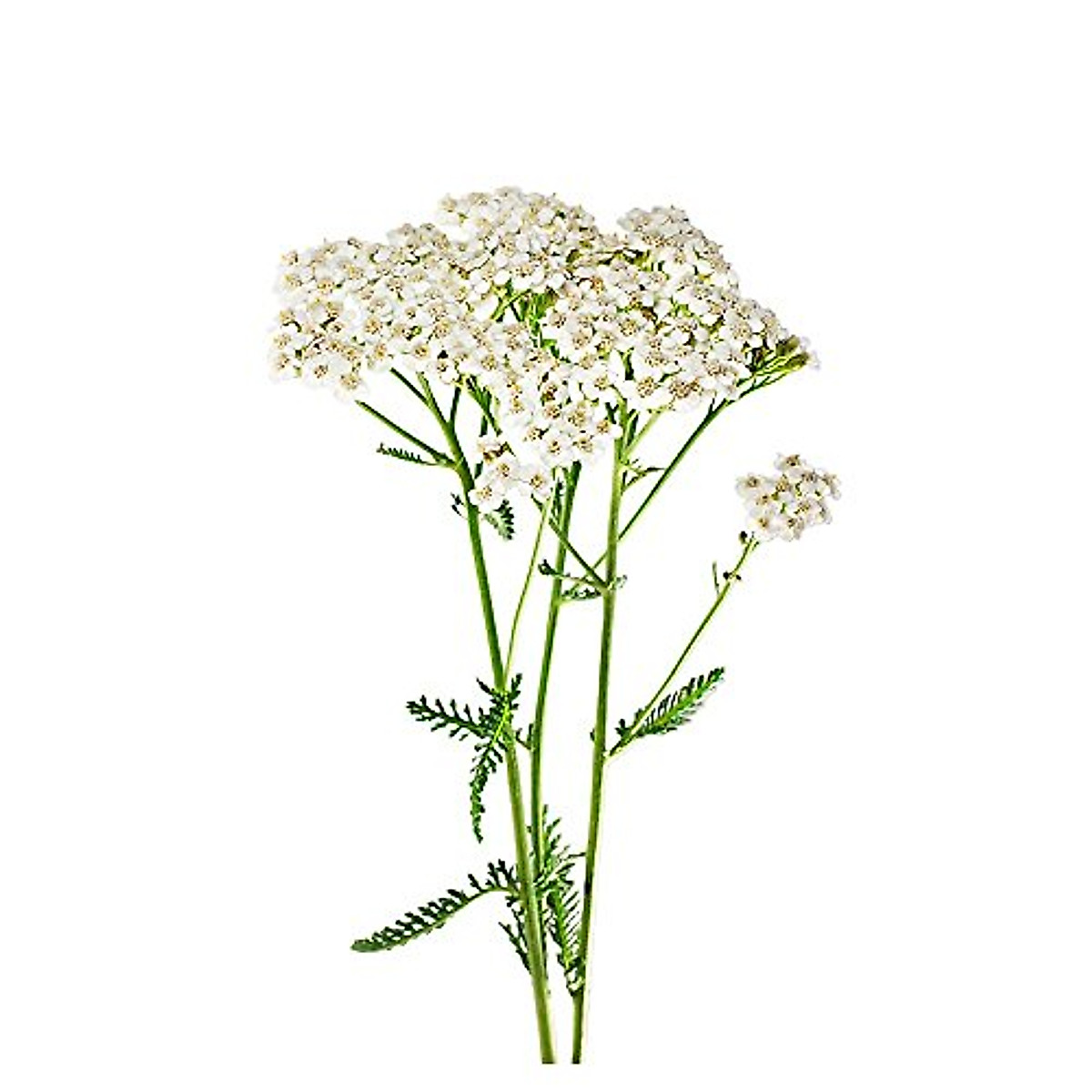 Pure and Organic Biokoma Yarrow Dried Herb 50g (1.76oz) In Resealable Moisture Proof Pouch