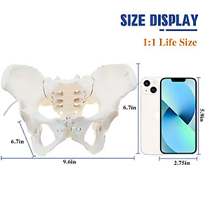 HINGONS Female Pelvis Model with Elastic Rope, Life Size Flexible Female Pelvic Skeleton Model, Hip Bone Pelvic Model Female Anatomical Model for Science Education