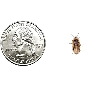 Dubia Roaches | Live Feeder Dubia Roach Multiple Sizes and Quantities | Small, Medium, and Large Sizes | Quantities from 100 to 1,000