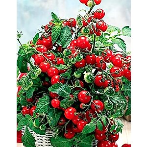 Dwarf Bush Tomatoes Seeds for Planting 25+ Seeds Indoor Vegetable Garden