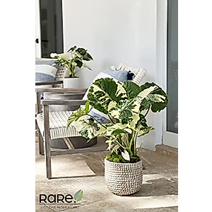 Nature's Way Farms Alocasia 'Dawn' Variegated (25-30" Tall) - Rare Live Indoor Plant, Unique Foliage