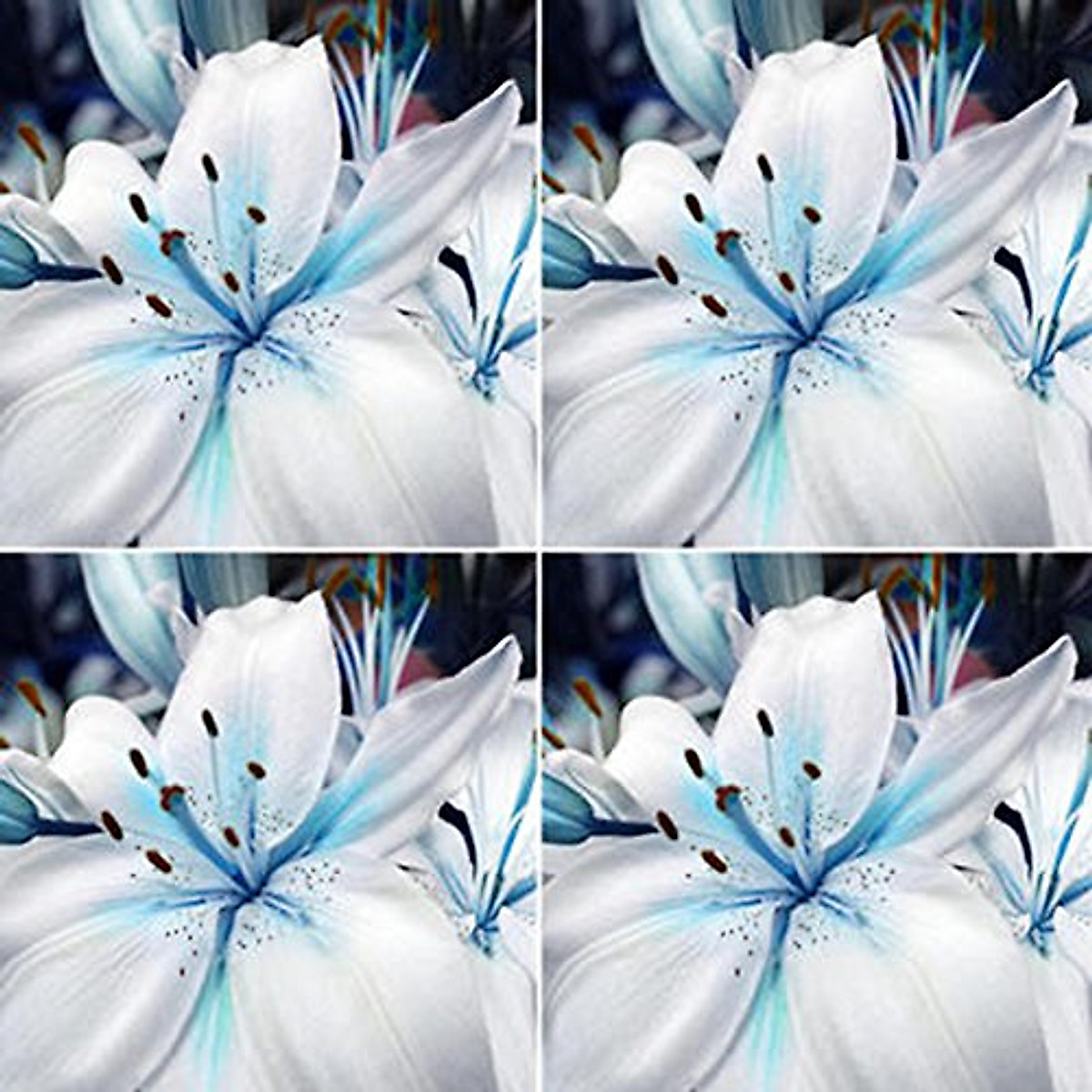 Blue Rare Lily Seeds for Yard Gardening Plant,50Pcs Blue Rare Lily Seeds Planting Lilium Flower Home Bonsai Garden Decor by Mosichi