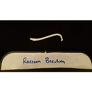 Real Raccoon Baculum Penis Dick Bone Animal Mammal/Skull Skeleton Taxidermy