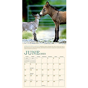 Unlikely Friendships Wall Calendar 2023: Heartwarming Photographs Paired with Stories of Interspecies Friendships