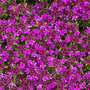 1000 Pcs Magic Carpet Creeping Thyme Ground Cover Creeping Thyme Seeds
