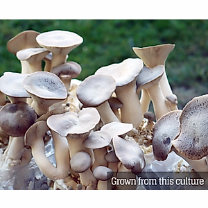 Mushroom Liquid Culture - King Oyster (Pleurotus eryngii)