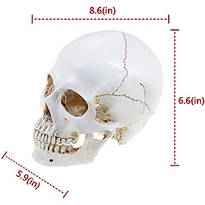 Ocean Aquarius Large Size Skull Model Human Medical Anatomical Adult Head Bone for Education
