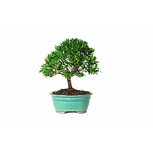 Brussel's Dwarf Eugenia Bonsai