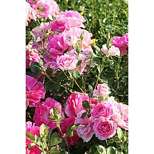 30 Seeds-Pink Wonder Shrub Rose Seeds