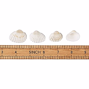 Small Tiny Sea Shells White Clam Bulk Natural Seashell for DIY Craft Home Decor Vase Fillers…