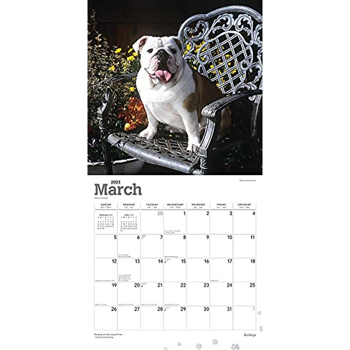 Bulldogs | 2023 12 x 24 Inch Monthly Square Wall Calendar | Foil Stamped Cover | BrownTrout | Animals Dog Breeds DogDays