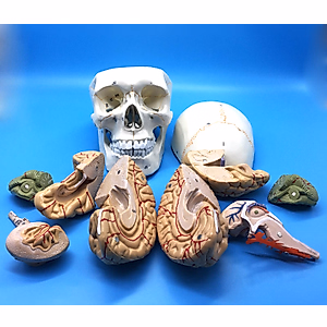 Learning Resources Human Skull and Brain Anatomical Model, Anatomically Accurate Human Skull and Brain Life Size Anatomy Model for Science Classroom Study Display Teaching Model
