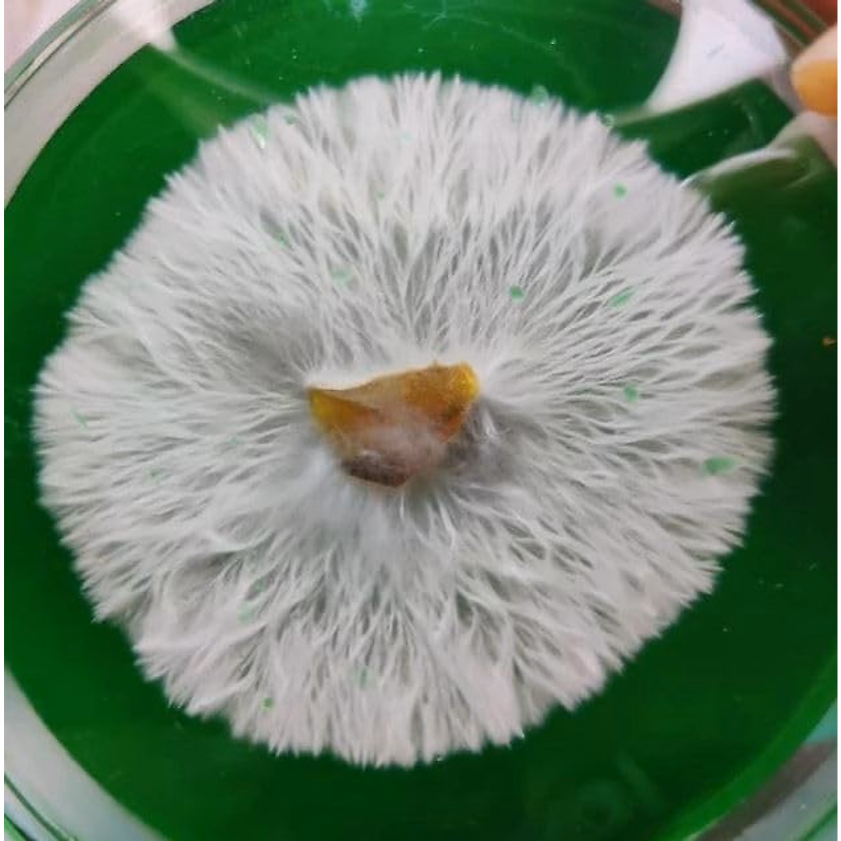 Booming Acres 70mm Potato Dextrose Yeast Colored Agar Cup 15 Pack | Premade Prepoured Sterile Agar Cups