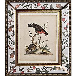 The Greater Bull-Finch