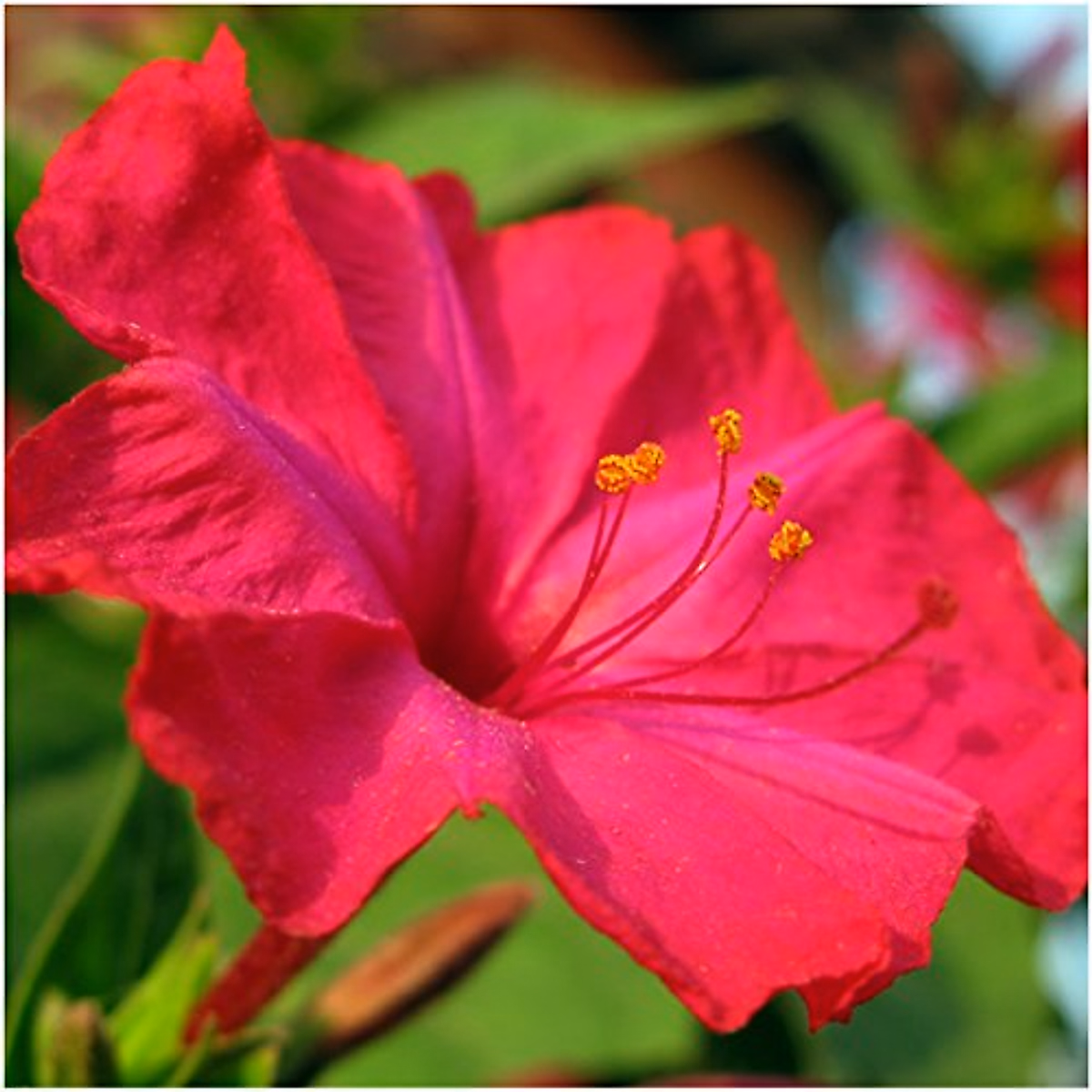 Seed Needs, Four O' Clock Seeds for Planting Color Blend (Mirabilis Jalapa) Single Package of 60 Seeds - Heirloom & Open Pollinated