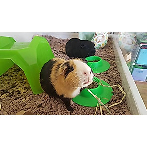 STAYbowl Tip-Proof Ergonomic Pet Bowl for Guinea Pig and Other Small Pets, 1/4-Cup Small Size, Spring Green