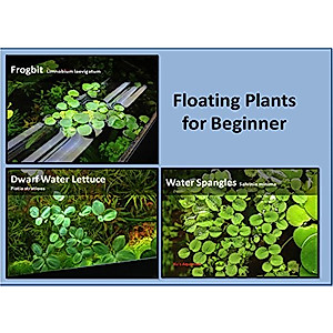 G’z Aquarium Floating Plants Package #1, 12 Amazon Frogbit, 12 Dwarf Water Lettuce, 12 Water Spangles