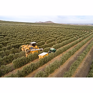 LA PANZA California Extra Virgin Olive Oil, Premium Cold Pressed EVOO, Award Winning, Outlaw Blend (Fiery & Peppery, 17.5 fl oz, 500ml Ceramic Stone Bottle)