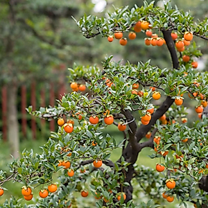 CHUXAY GARDEN Bonsai Orange Tree Seed 20 Seeds Evergreen Fruit Tree Edible Juicy Sweet Fruits Non-GMO Orange Great Gardening