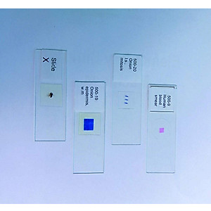 United Scientific Supplies 500-7 "Human Cheek Cells" Prepared Microscope Slide