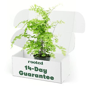 Rooted Maidenhair Fern, Adiantum aethiopicum, Live, Live Indoor, Easy to Grow, Easy to Care, Outdoor Garden and Low Maintenance Houseplant (4")
