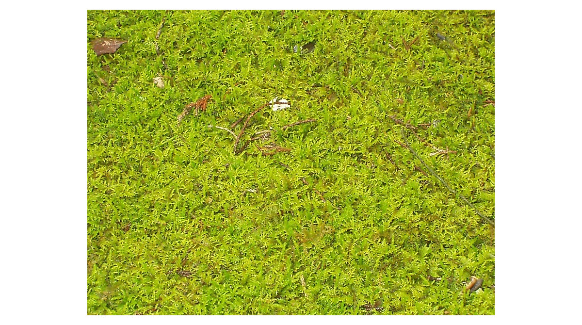 Living Mixed Moss for Terrariums and Bonsai - 9"x12" Sheet