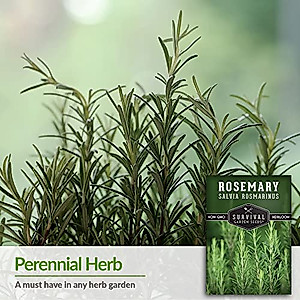 Survival Garden Seeds - Rosemary Herb Seed for Planting - Salvia Rosmarinus - Packet with Instructions to Plant & Grow in Your Home Vegetable Garden - Non-GMO Heirloom Variety