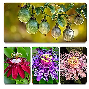 Heirloom Fruit Seeds - 5 Variety Individual Packs 100+ Grape Seeds 100+ Apple Seeds 100+ Kiwi Seeds 100+ Guava Seeds for Planting Organic for Home Garden Bonsai Fruit