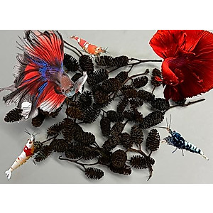 Alder & Casuarina Cones Betta/Shrimp Tank Promotes Natural Habitat, Breeding, Tannin Producing Improves Immunity, Easy to Use, Alder Cone Alternative by Awesome Aquatic (50 Pack Alder)