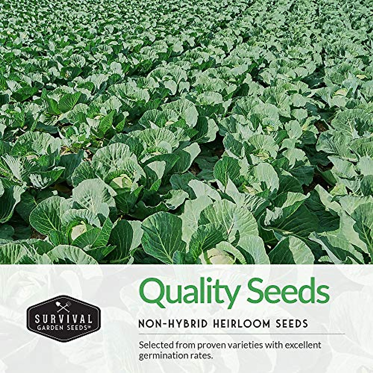 Survival Garden Seeds Cabbage Collection Seed Vault - 5 Non-GMO Heirloom Varieties - Red Acre, Golden Acres, Jersey Wakefield, Early Round Dutch & Michihili (Napa) - Plant & Grow Your Own Vegetables