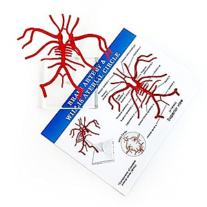 Evotech Brain Artery Model, Life Size Intracranial Artery Model, Shows Internal Carotid Artery, Willis Circle and Basillary Artery & Their Branches. On a Plexiglass Base