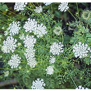 Queen Anne's Lace- 200 Seeds - 50 % off sale
